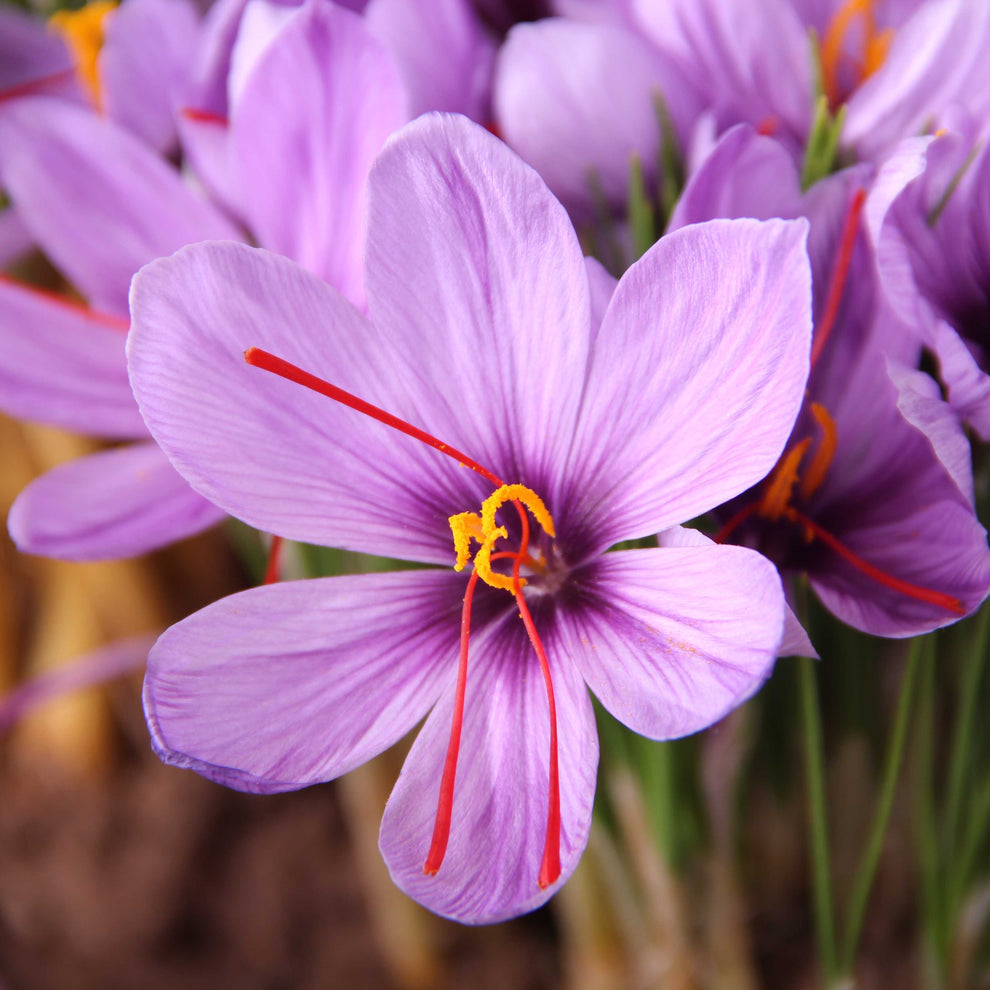 Crocus sativus (size 9/10) – Buy Saffron Crocus bulbs at Roco Saffron