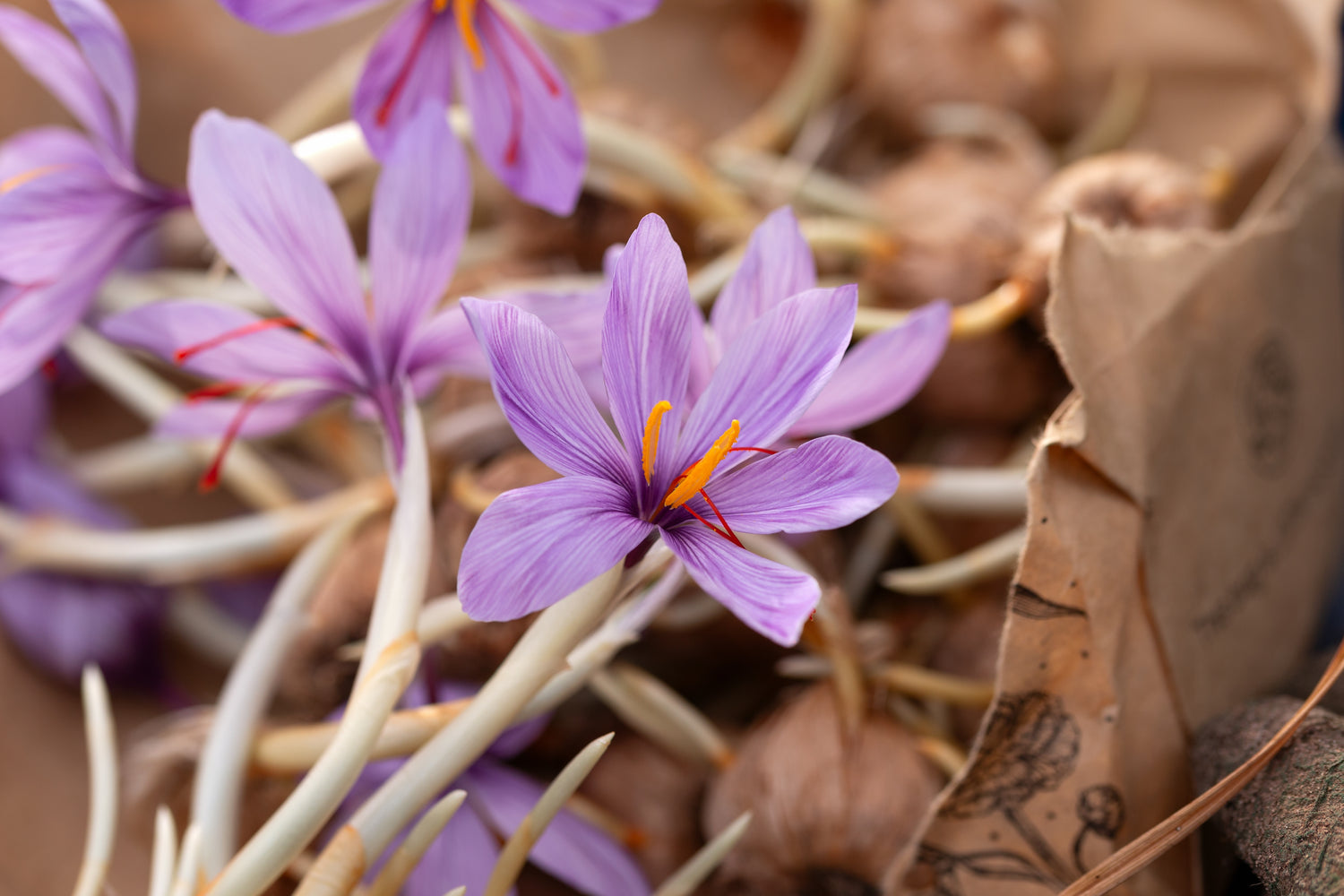 Buy our Crocus sativus bulbs and boost your saffron yield – Roco Saffron